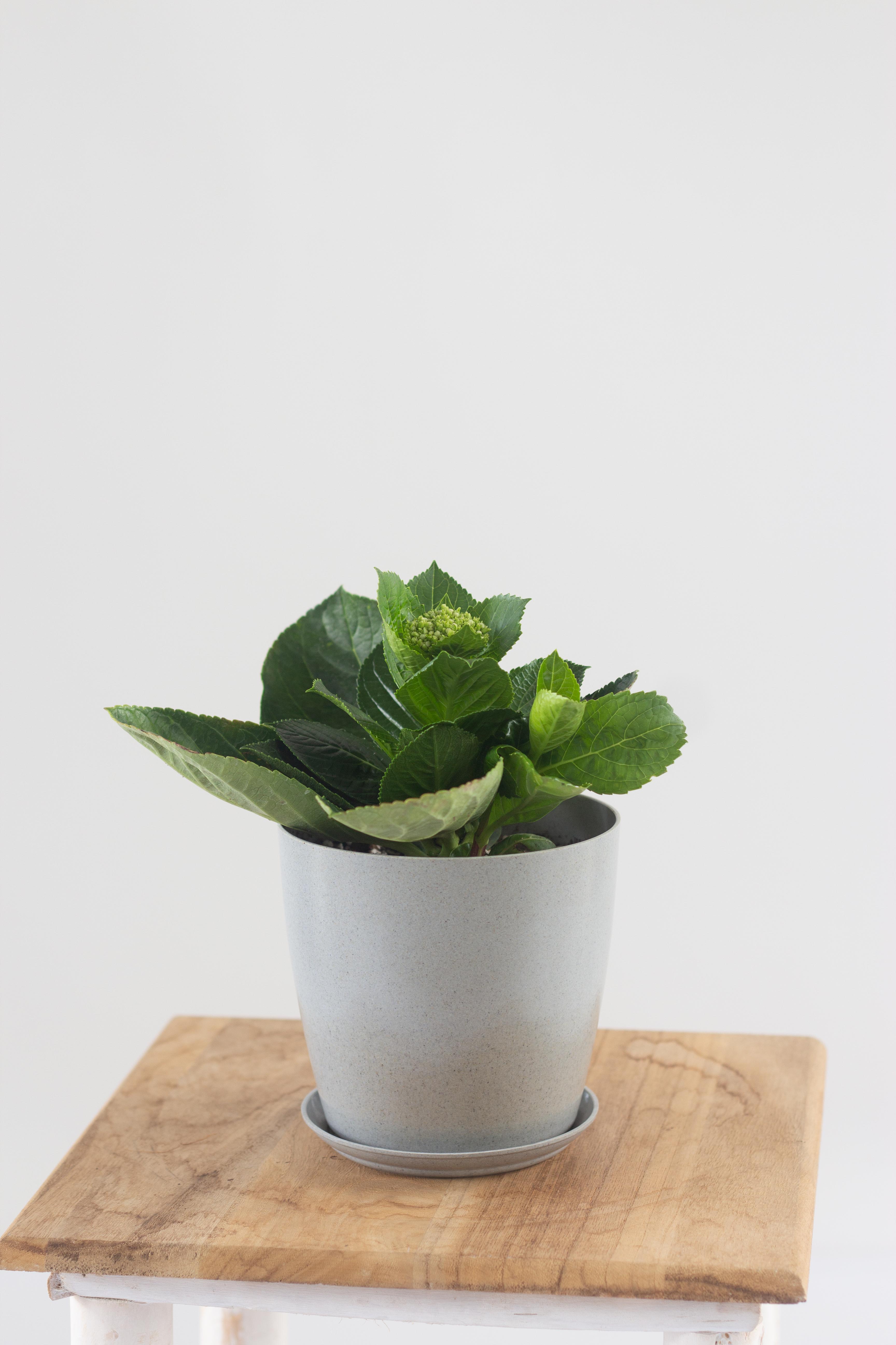 Hydrangea – Bloomspace