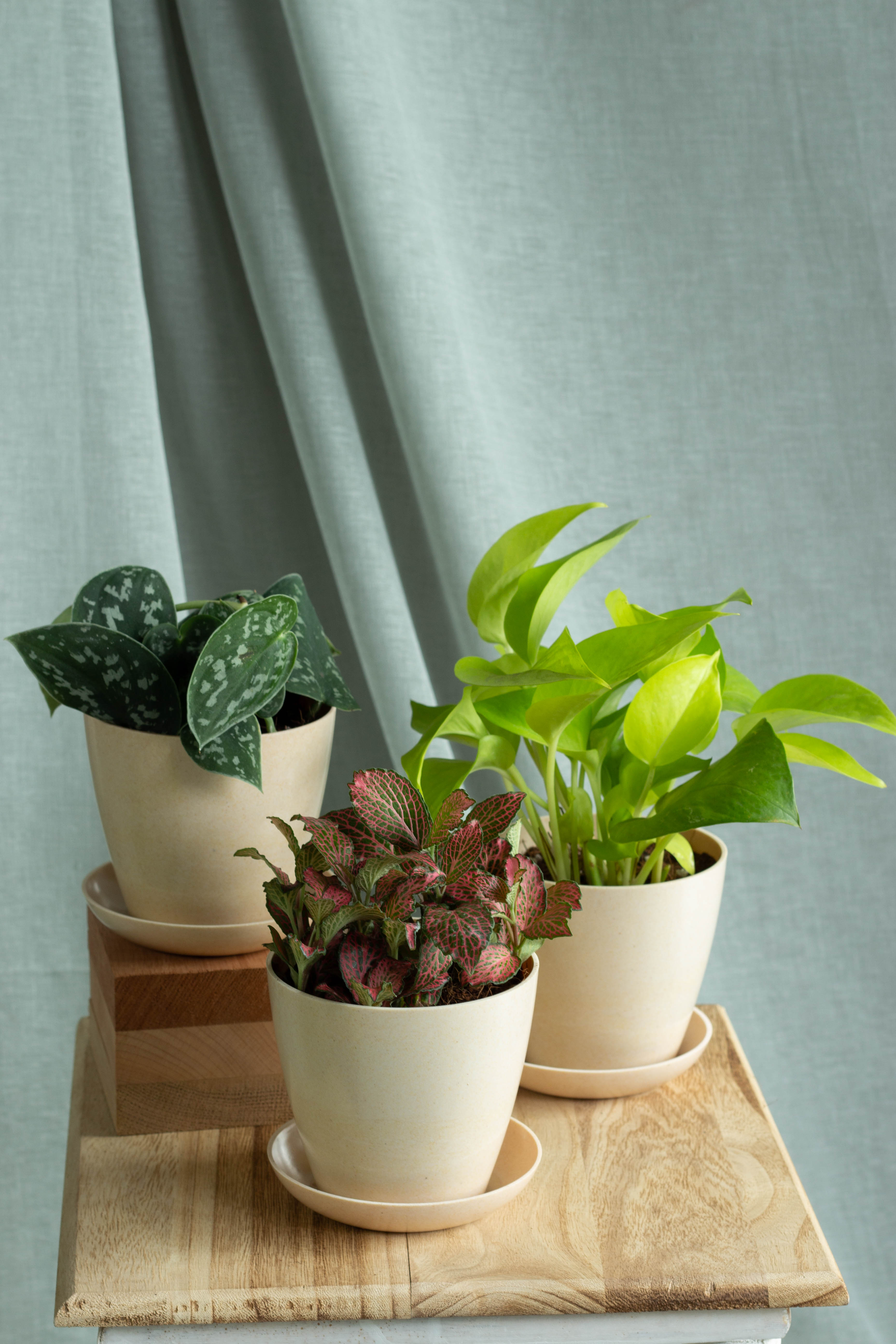 Colorful Set – Bloomspace