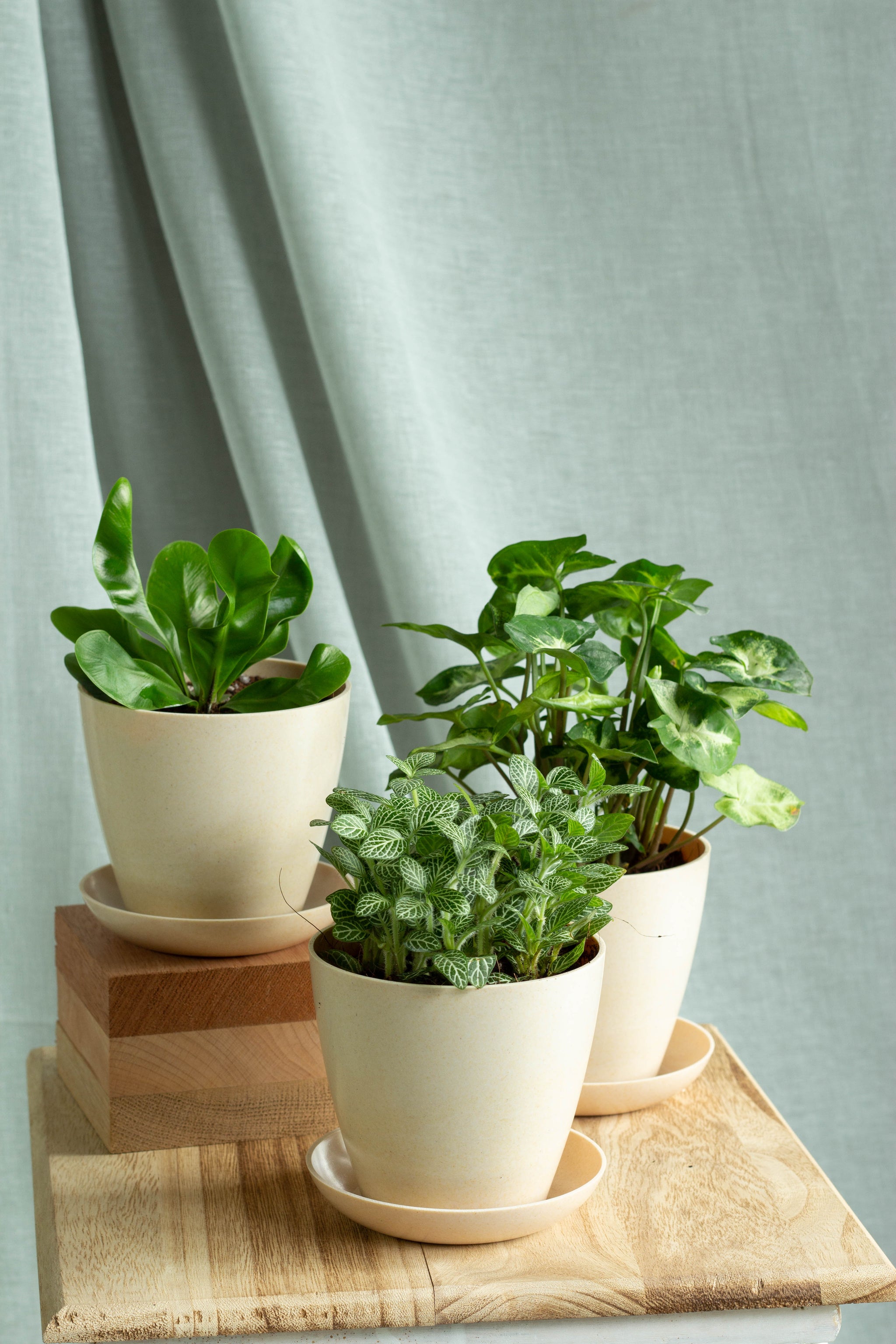 The Grin Set – Bloomspace