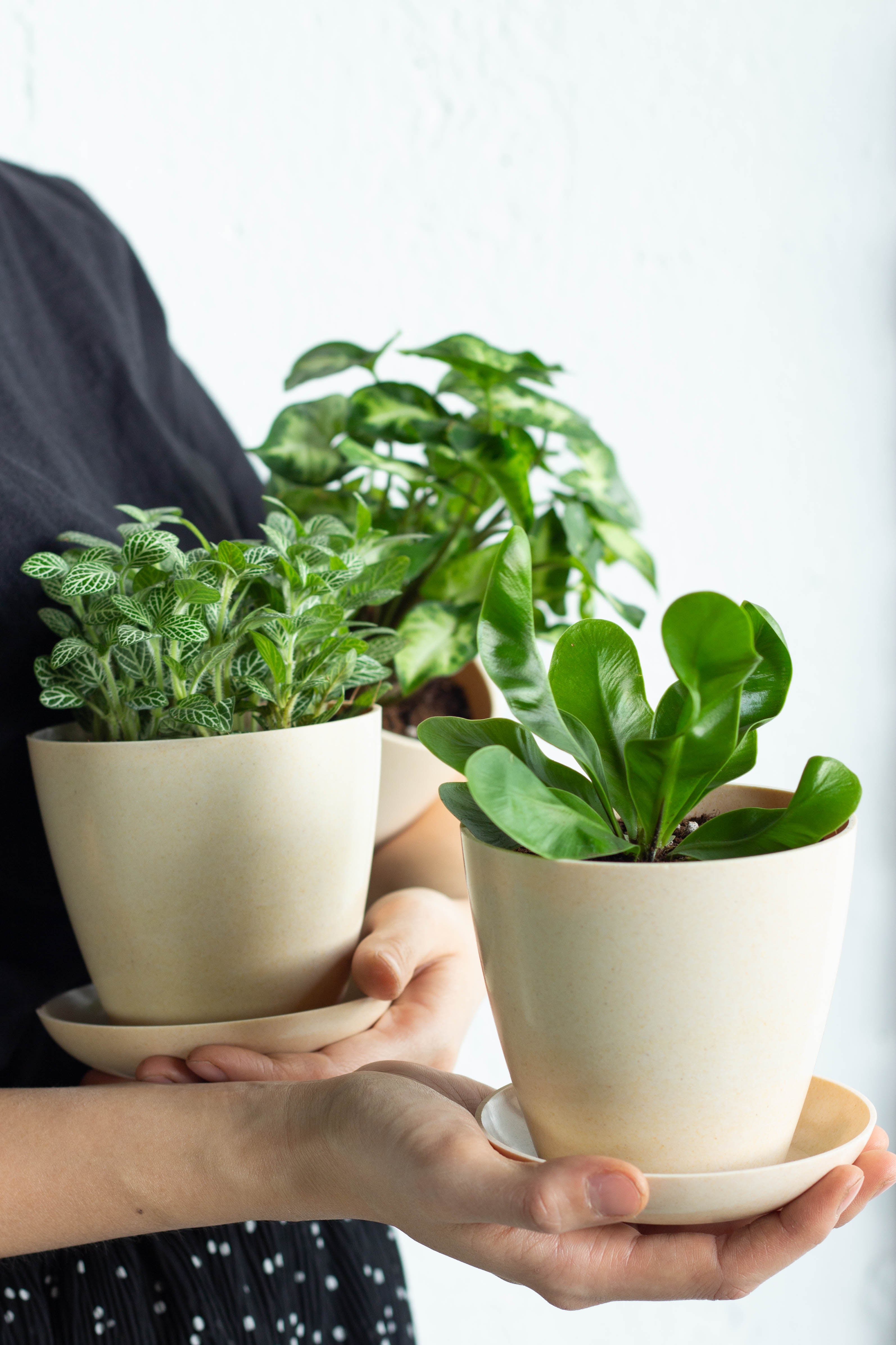 The Grin Set – Bloomspace