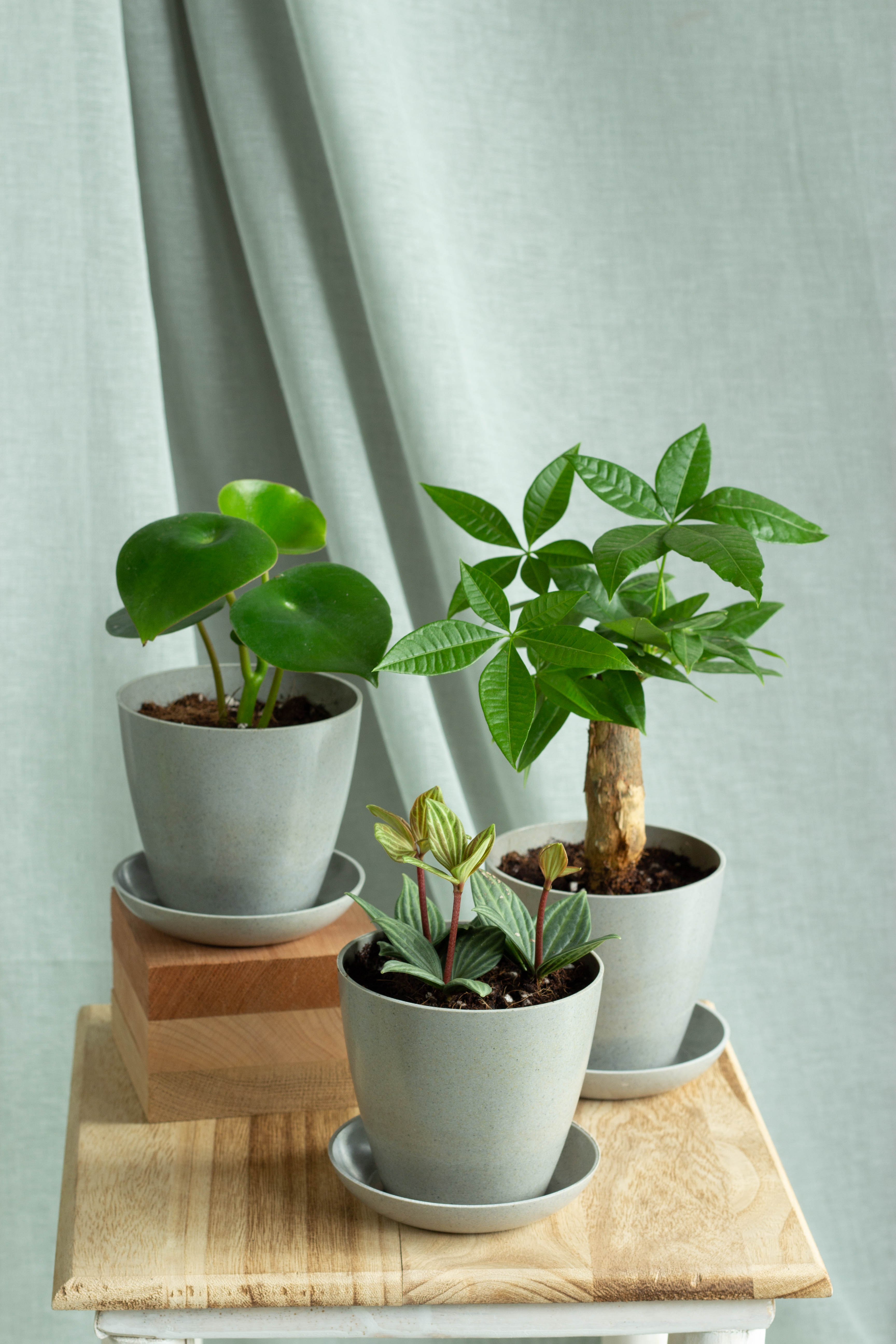 D'lightful Set – Bloomspace