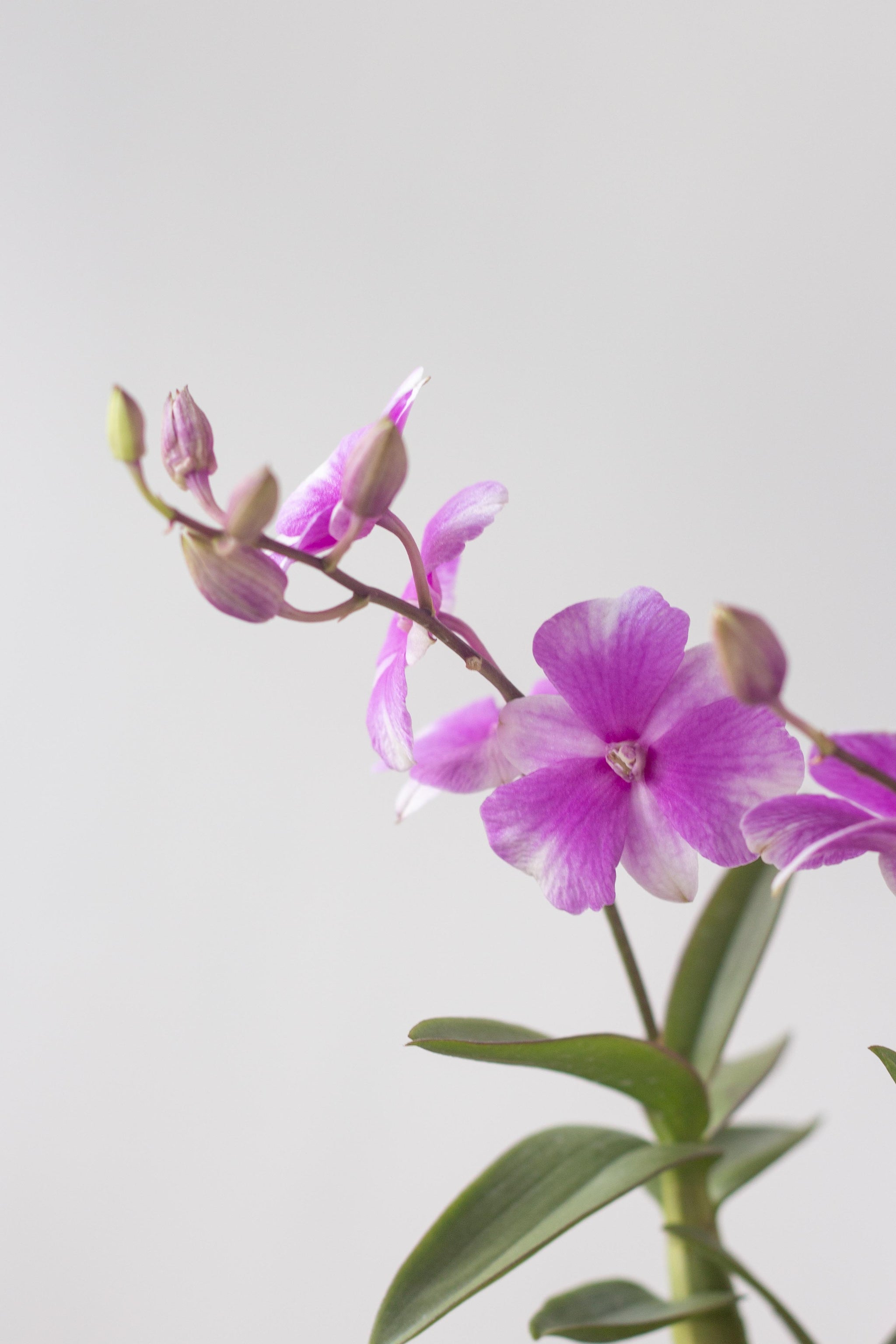 Dendrobium Orchid – Bloomspace
