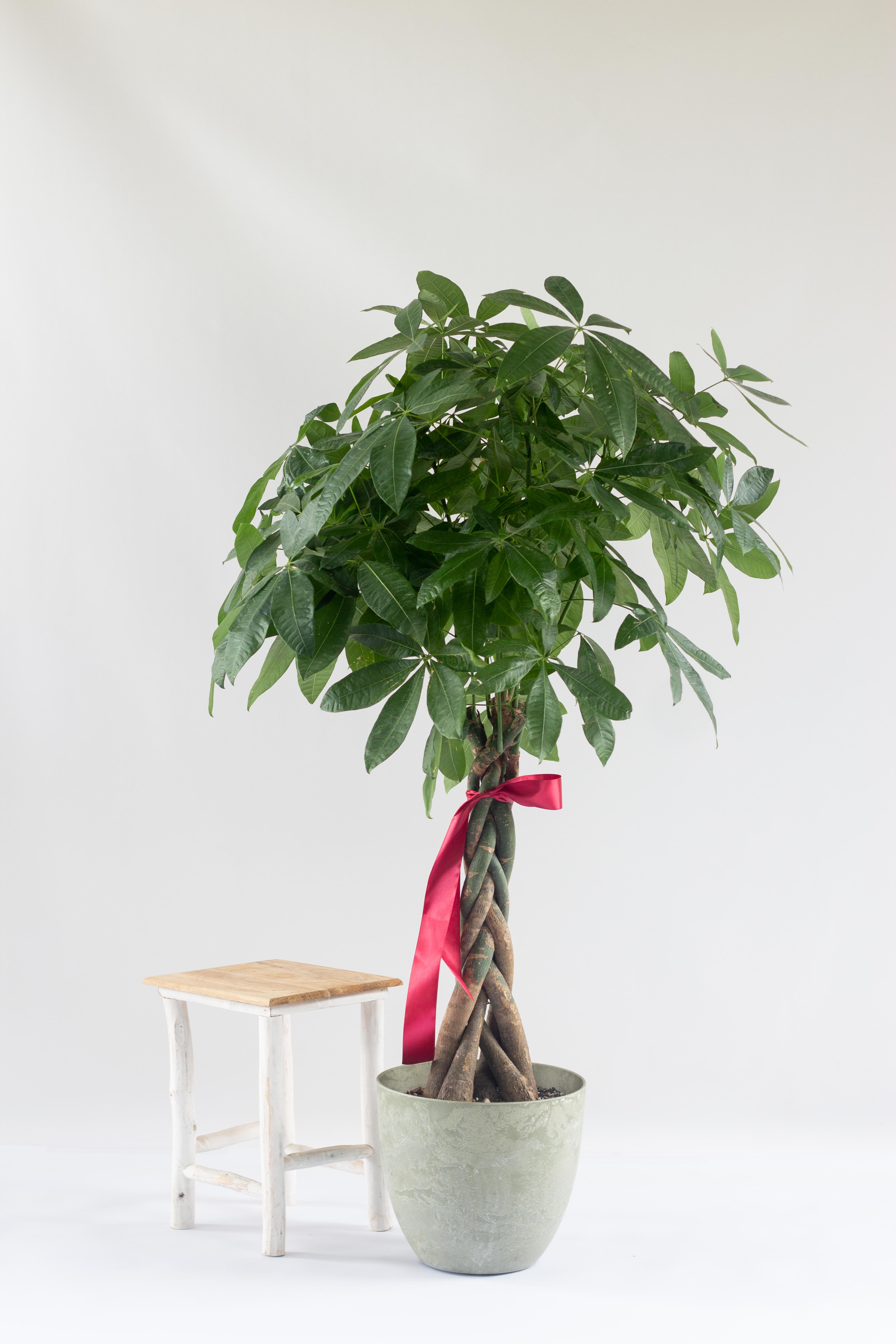 Braided Money Tree – Bloomspace