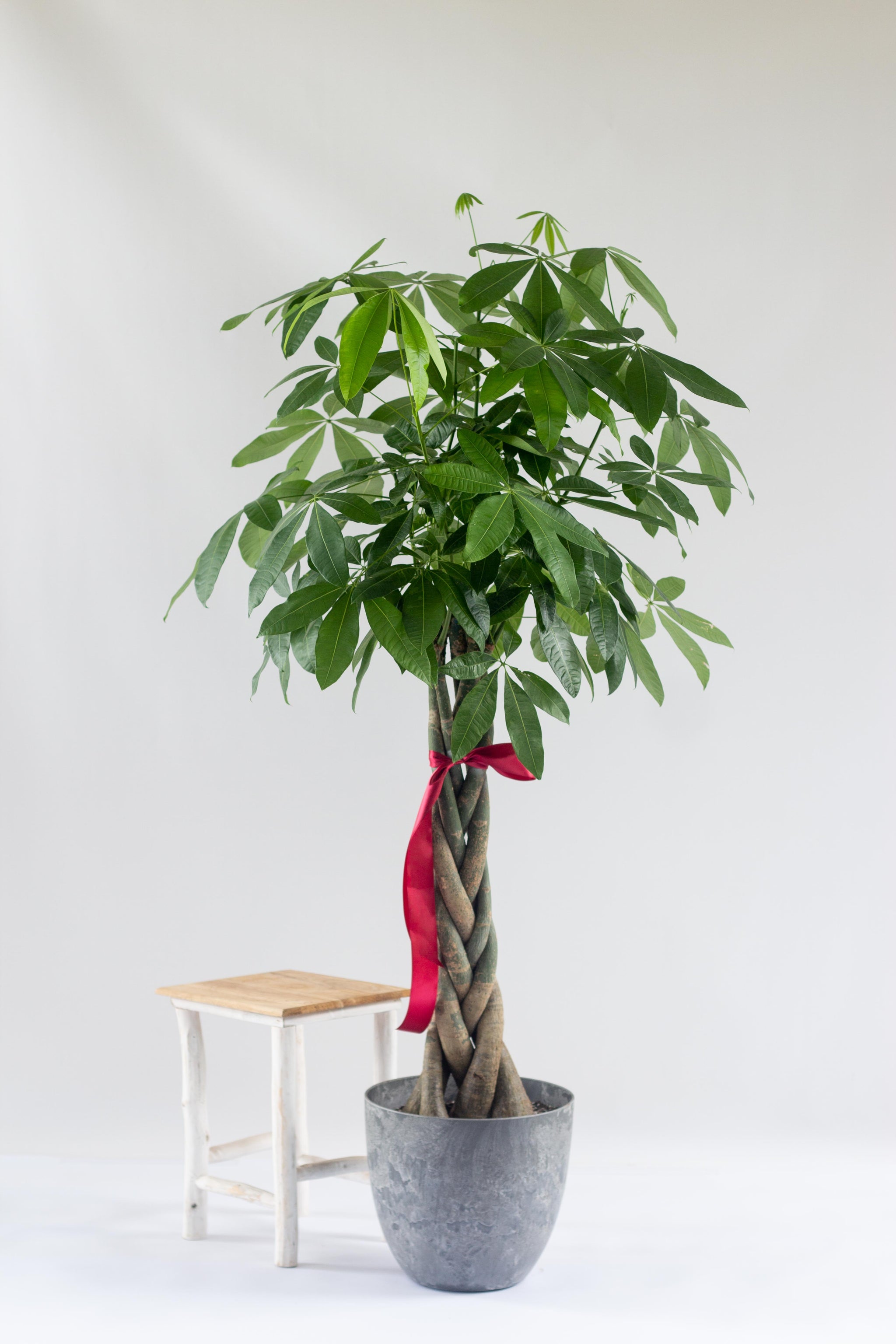 Braided Money Tree – Bloomspace