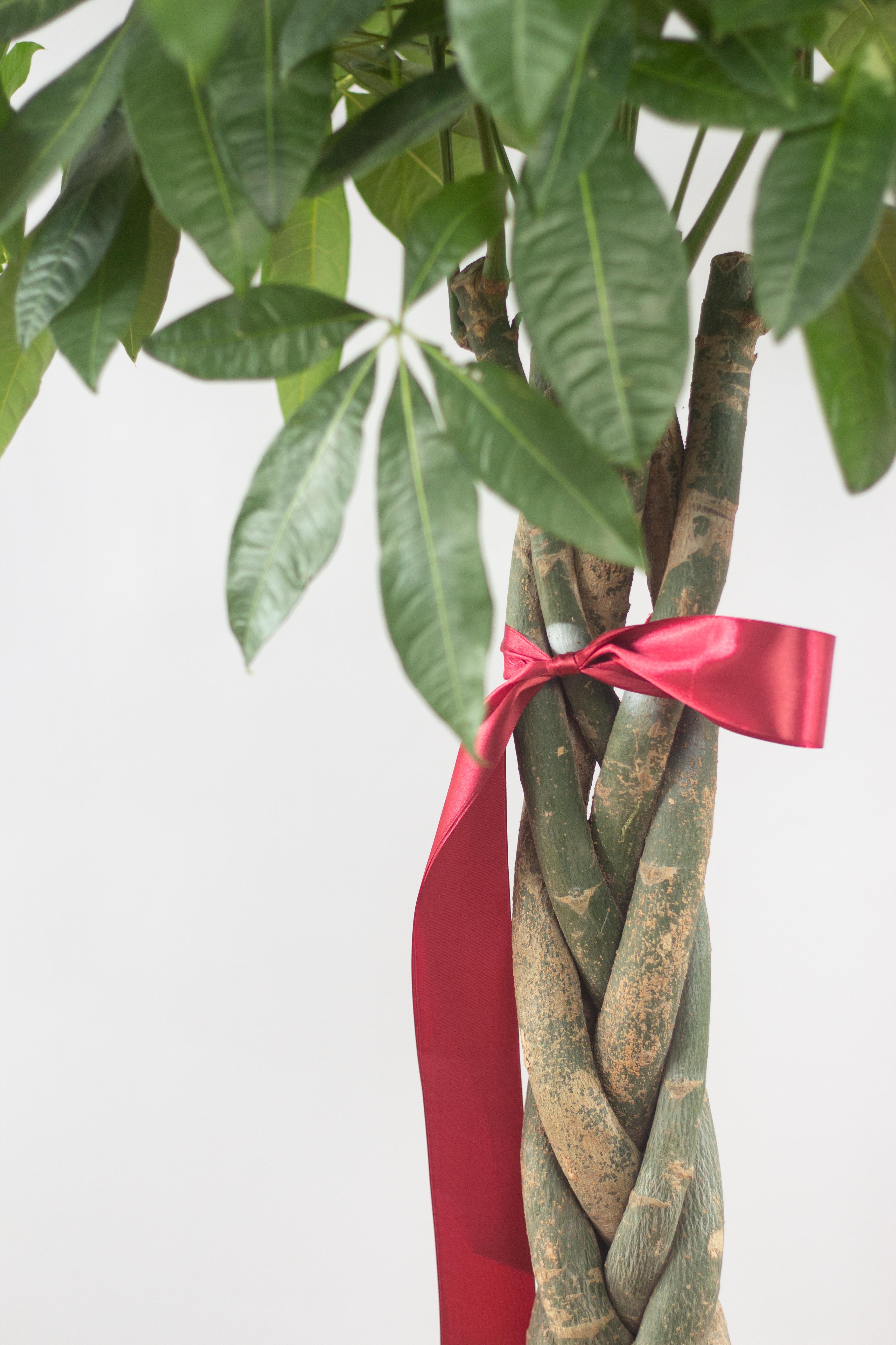Braided Money Tree – Bloomspace