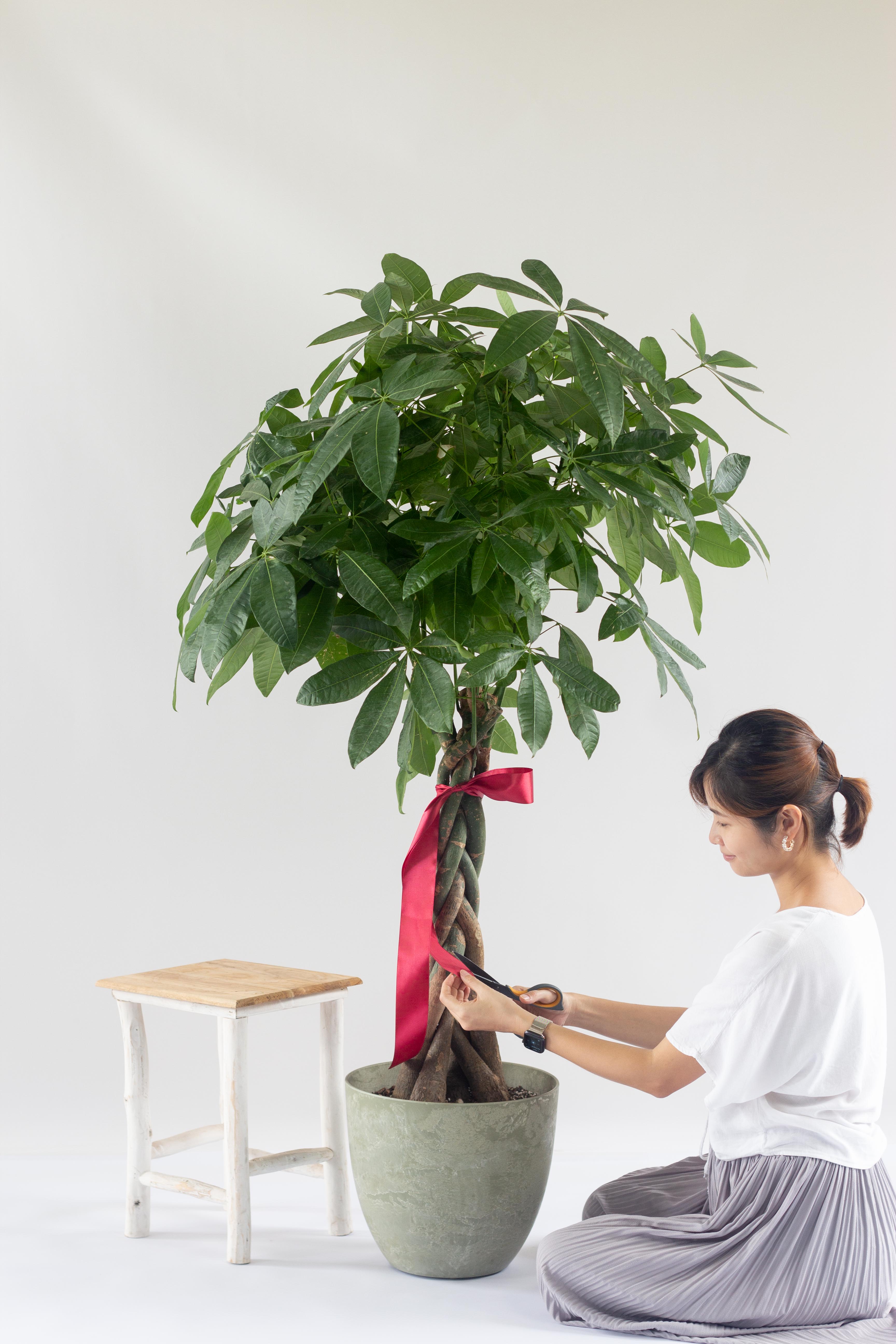 Braided Money Tree – Bloomspace