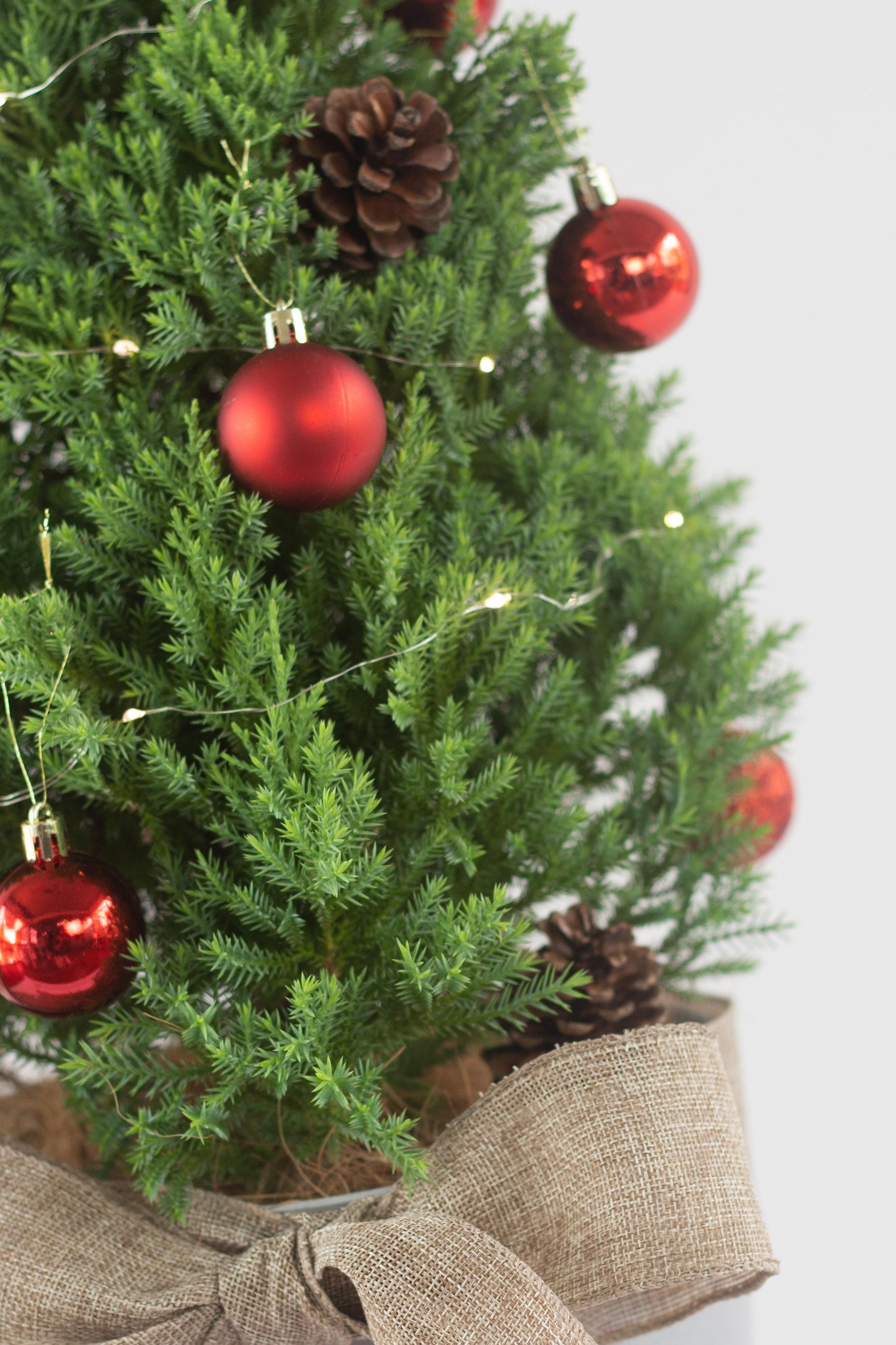 Christmas Pine – Bloomspace