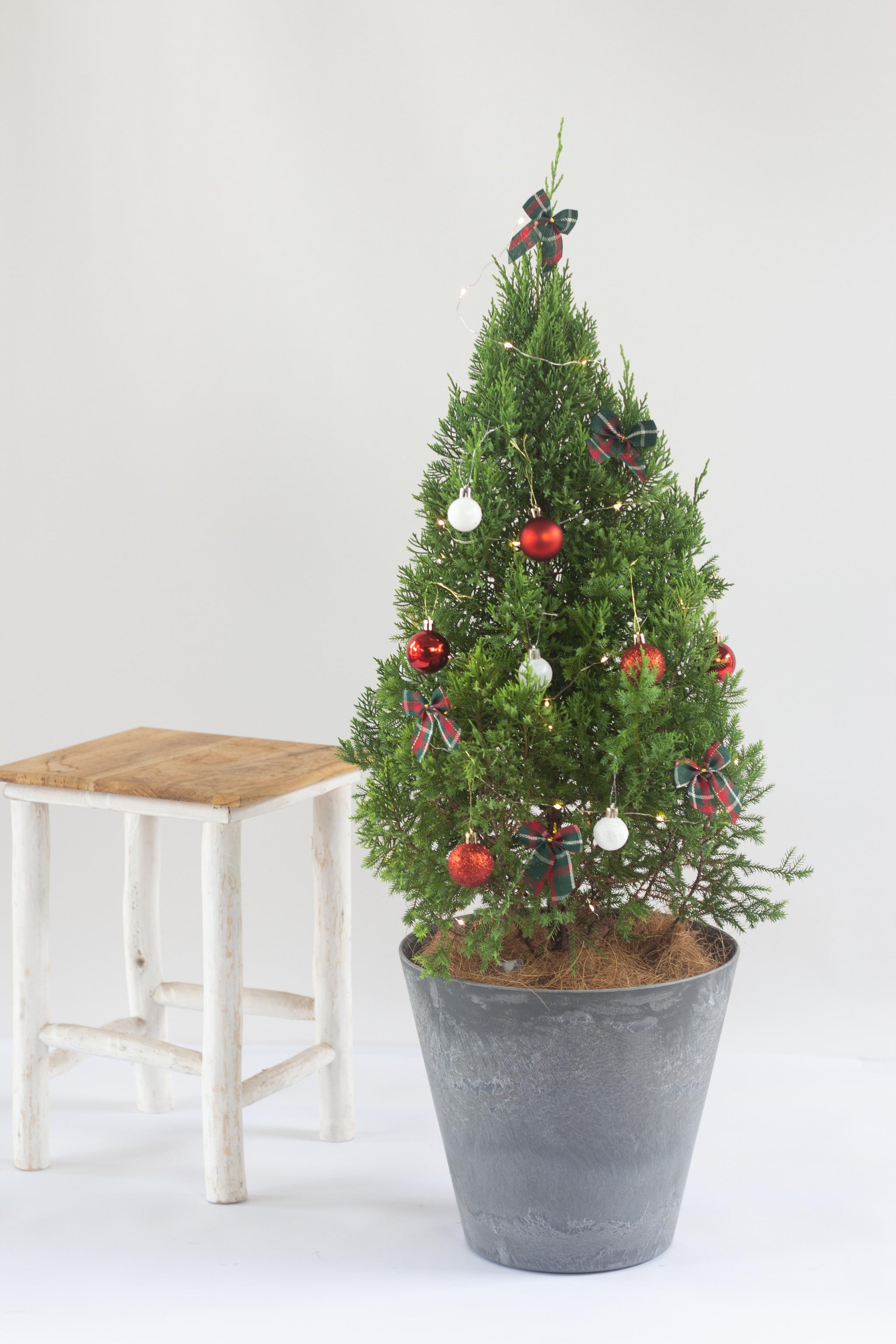 Christmas Pine – Bloomspace