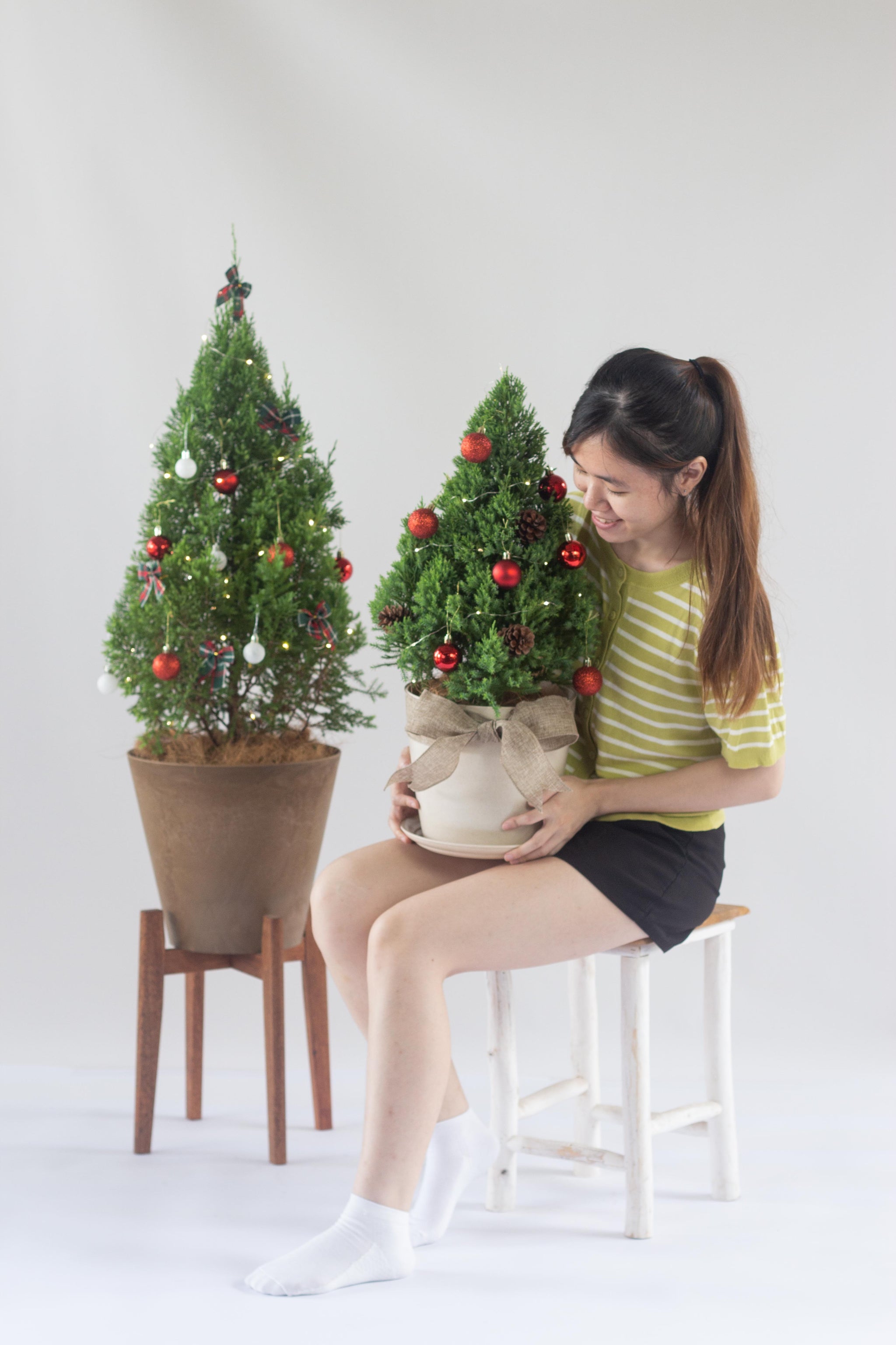 Christmas Pine – Bloomspace