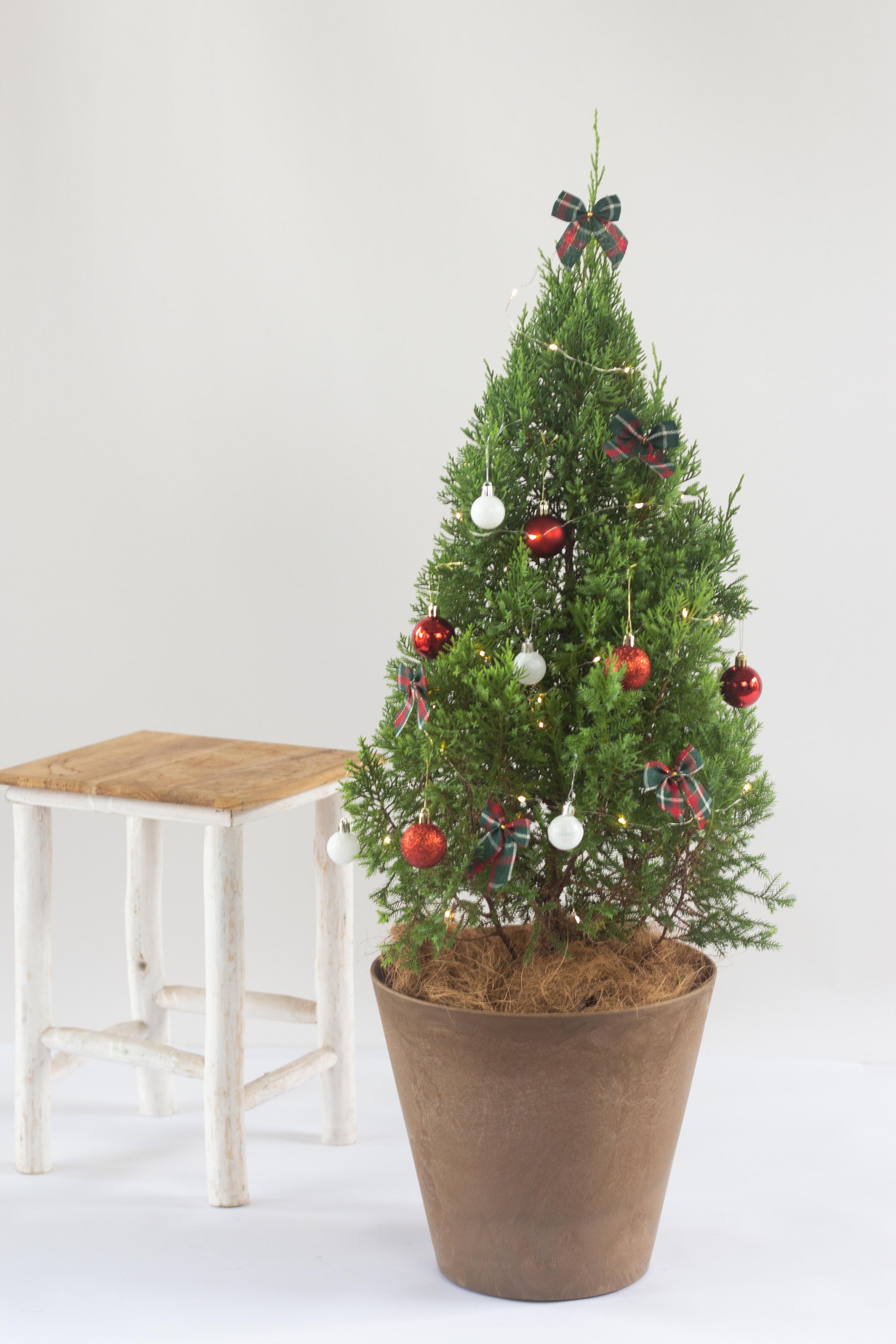Christmas Pine – Bloomspace