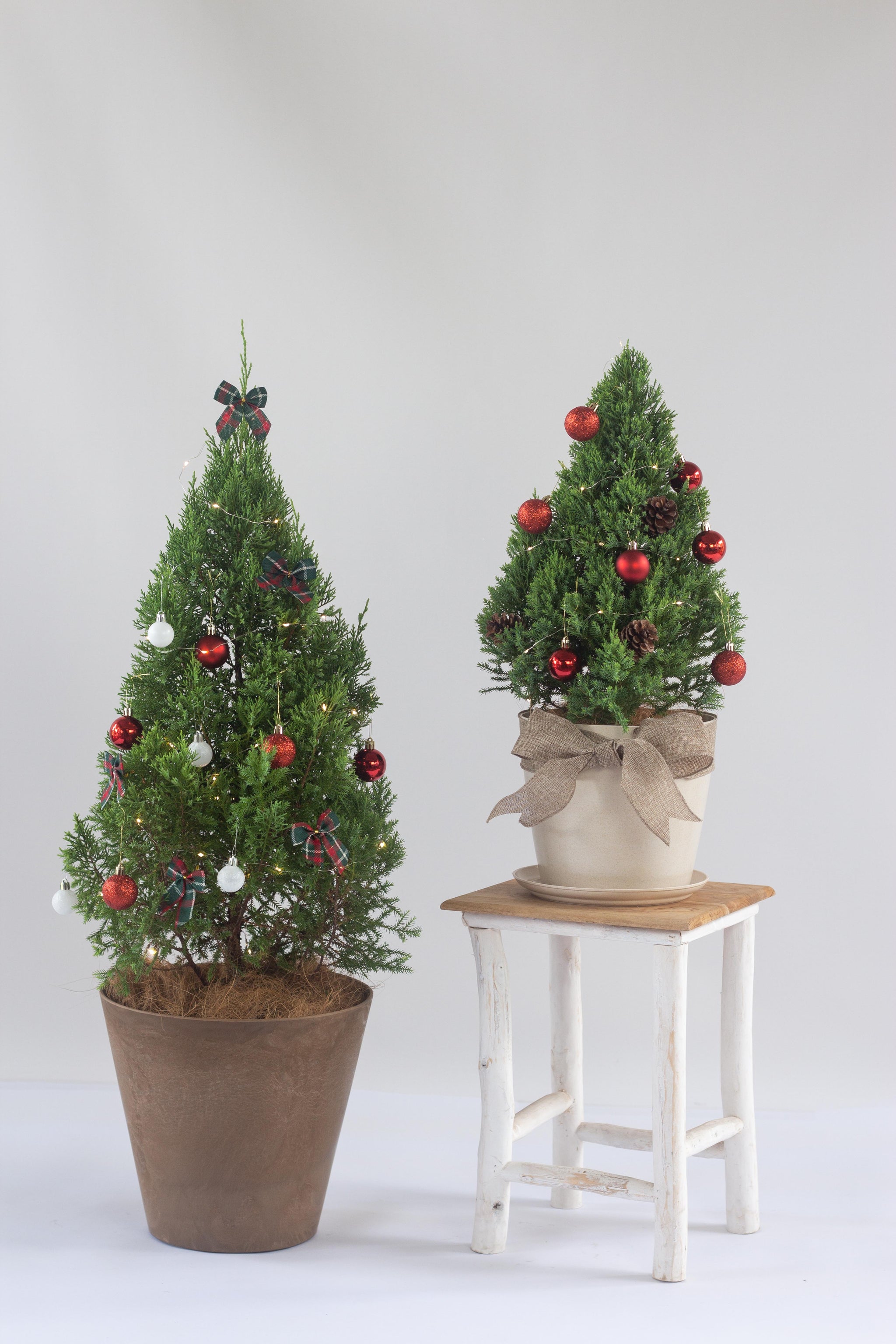 Christmas Pine – Bloomspace