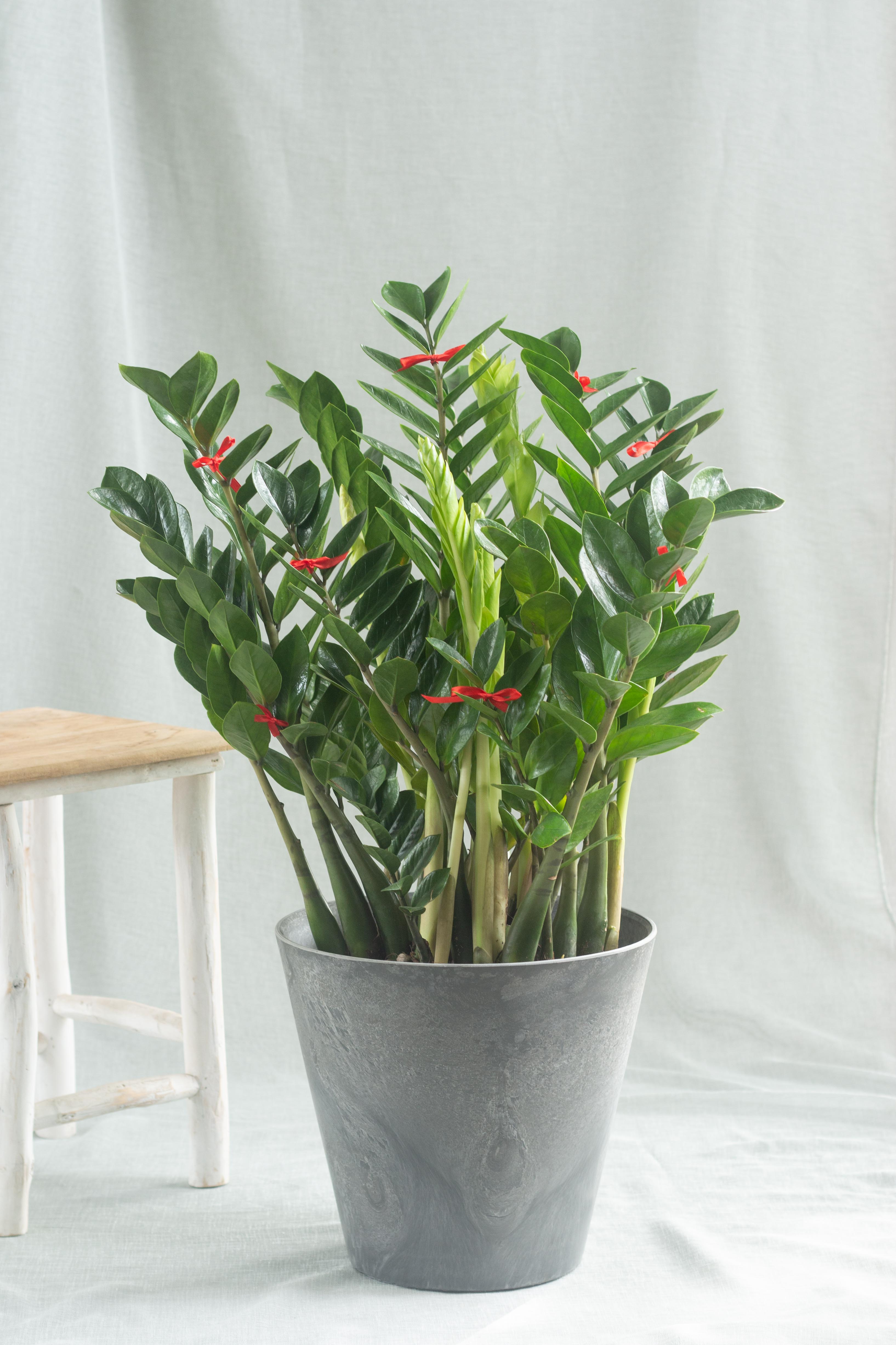 ZZ Plant – Bloomspace