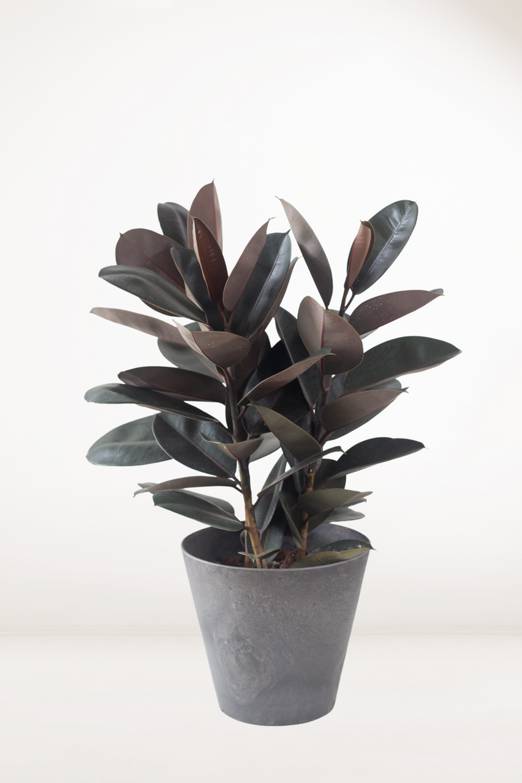 Rubber Plant – Bloomspace